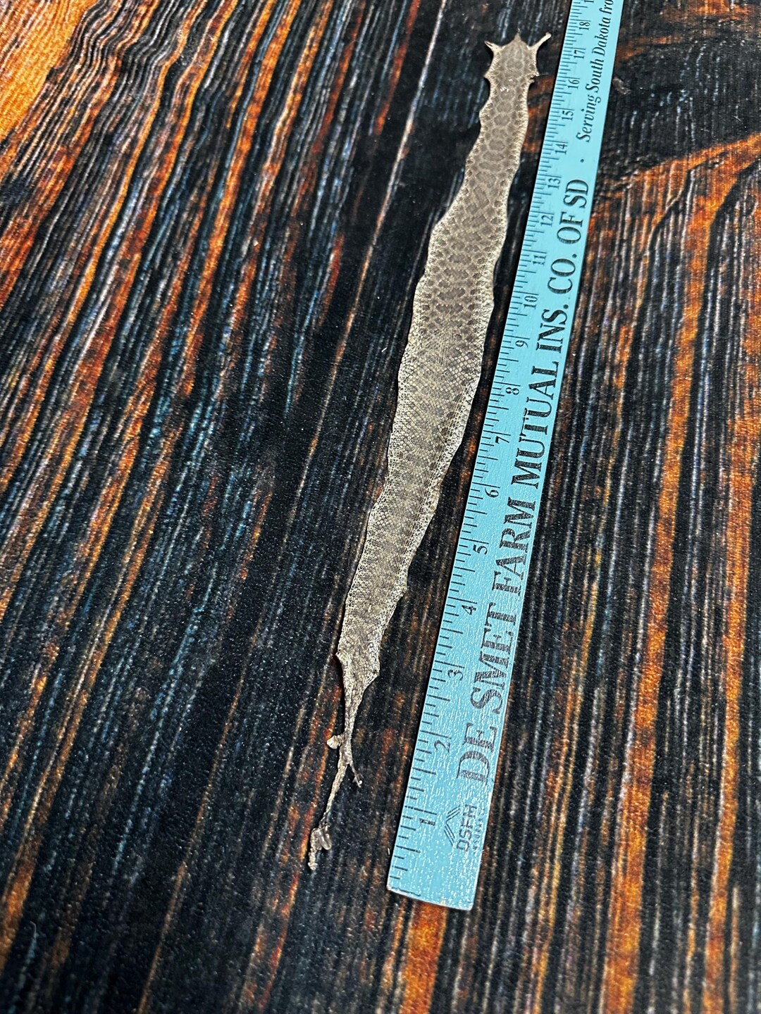 REAL Rattlesnake Skin Prairie Rattler Hide Dry Tanned Bow Wrap Blank ...