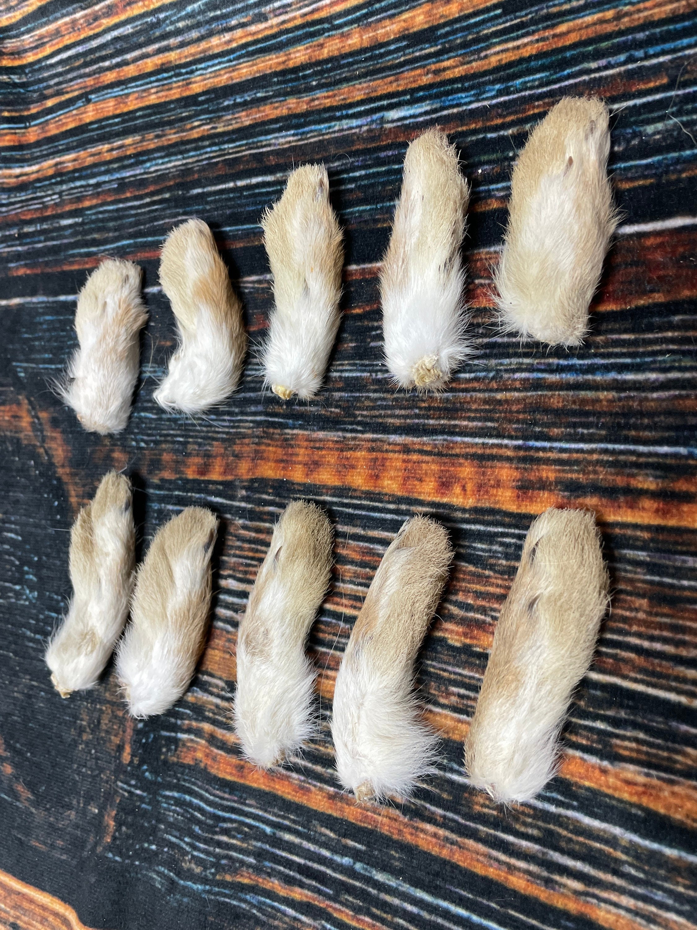 10 Rabbit Front Feet Art Animal Mount Repair Witchcraft Voodoo | Etsy