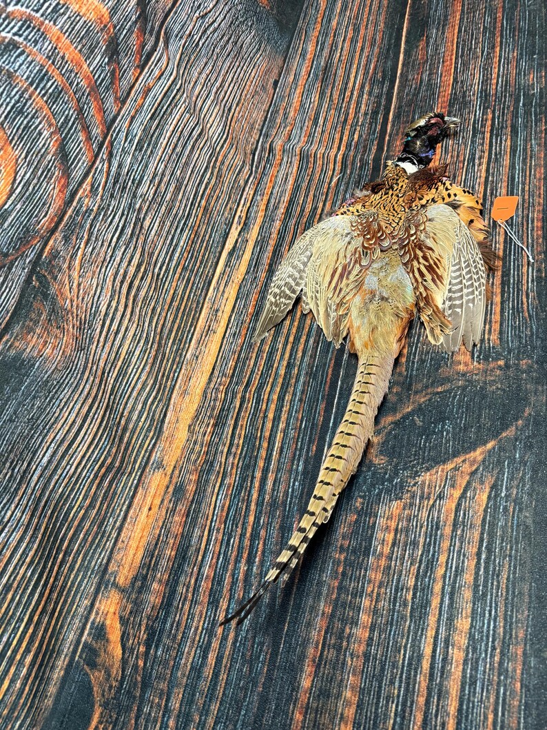 Real Ringneck Pheasant Skin Feather Millinery Bustle Western Decor Art ...