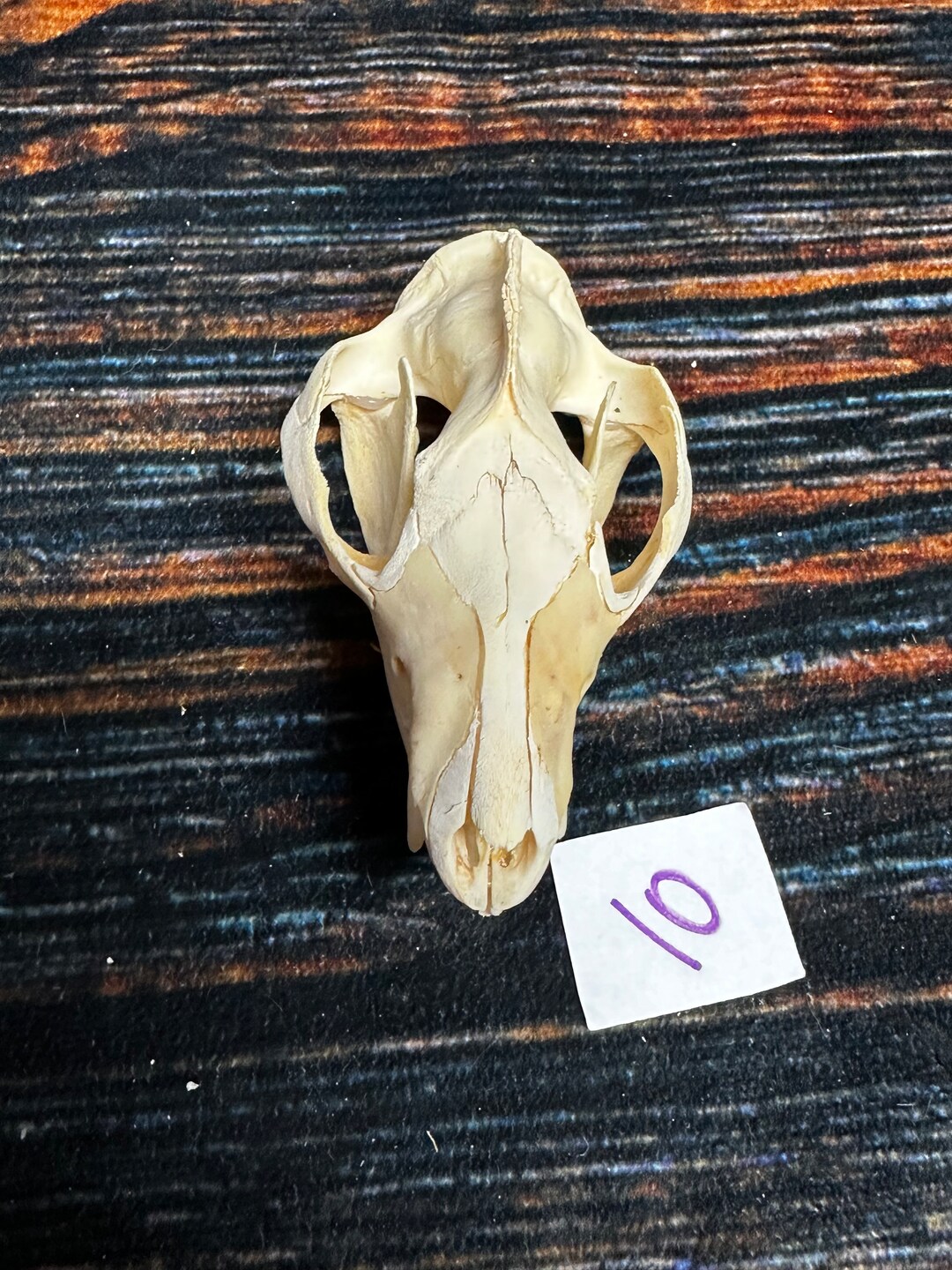 Real Opossum Skull Bone Animal Mount Odd Unique Christmas Gift Western ...