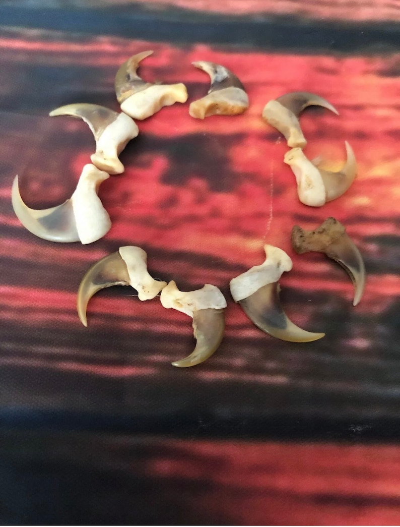 10 American Bobcat Claws Art Craft Supply Jewelry Ring Choker Necklace ...