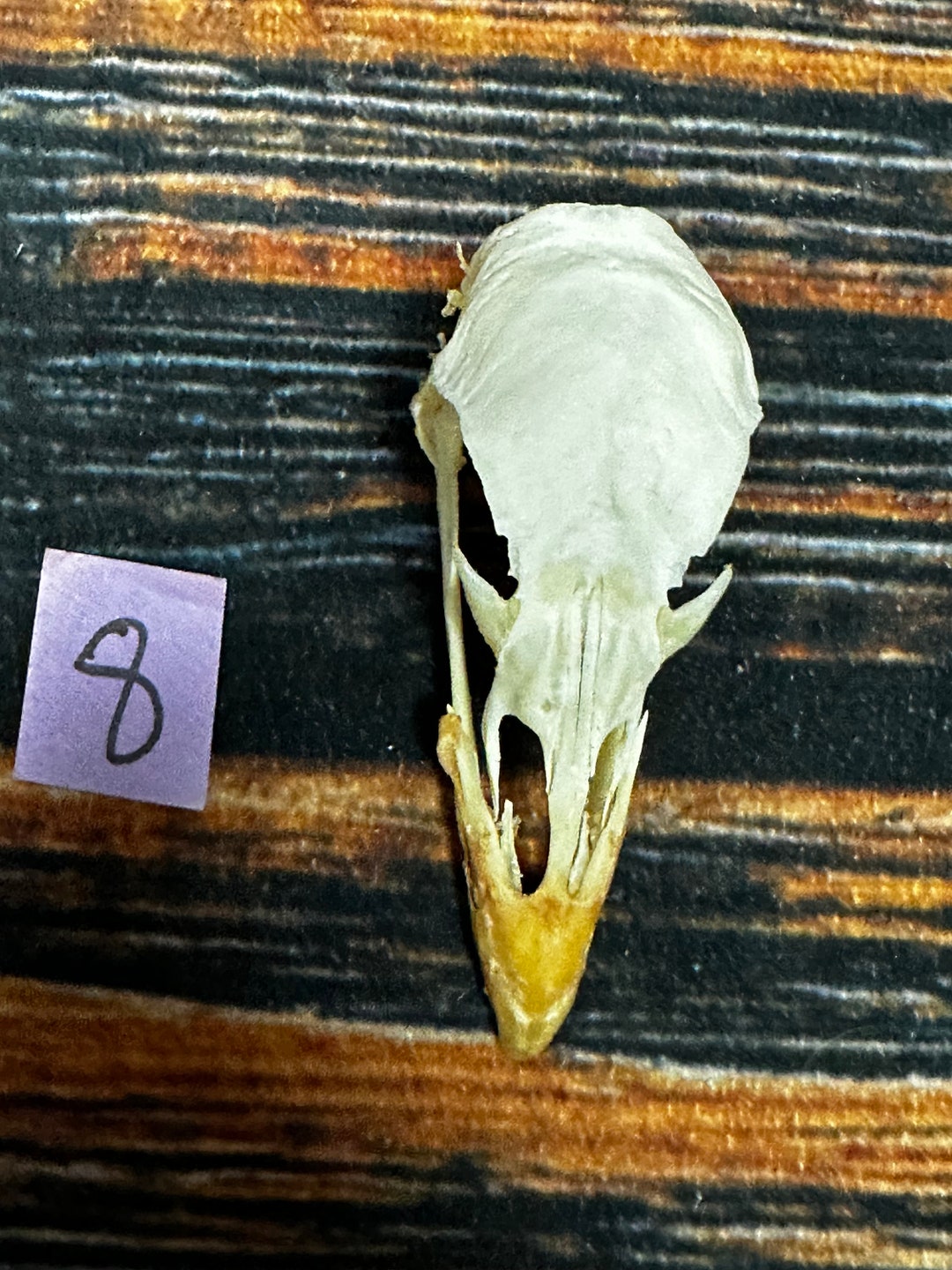 Real XL Turkey Skull Animal Fowl Unique Christmas Gift Art Bird Mount ...