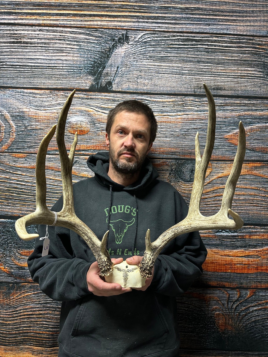 Trophy Wild 10 Point Mule Deer Rack Antler Real Animal Mount Cape Cabin ...