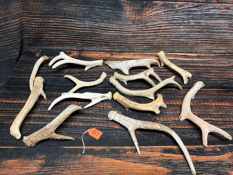 Wild Deer Antler Unique Gift Man Cave Medieval Western Garden Landscape ...