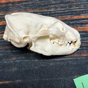 Real XL BADGER Skull Bone Animal Mount Man Cave Cabin Decor Art Craft ...