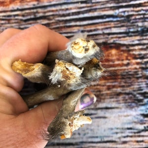 5 Real Muskrat Feet Cured Taxidermy Mount Repair Witchcraft Voodoo ...