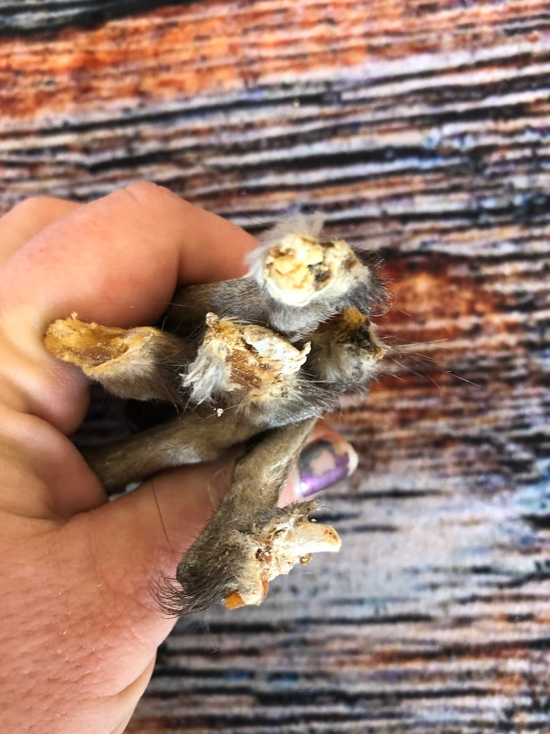 5 Real Muskrat Feet Cured Taxidermy Mount Repair Witchcraft Voodoo ...