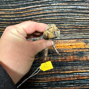 Real Wild Turkey Foot Taxidermy Mount Art Feet Voodoo Unique Christmas ...