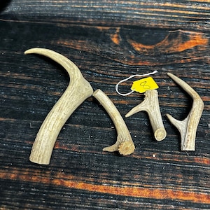 4 Wild Whitetail Deer Cut Antler Unique Handle Drawer Man Cave Medieval ...