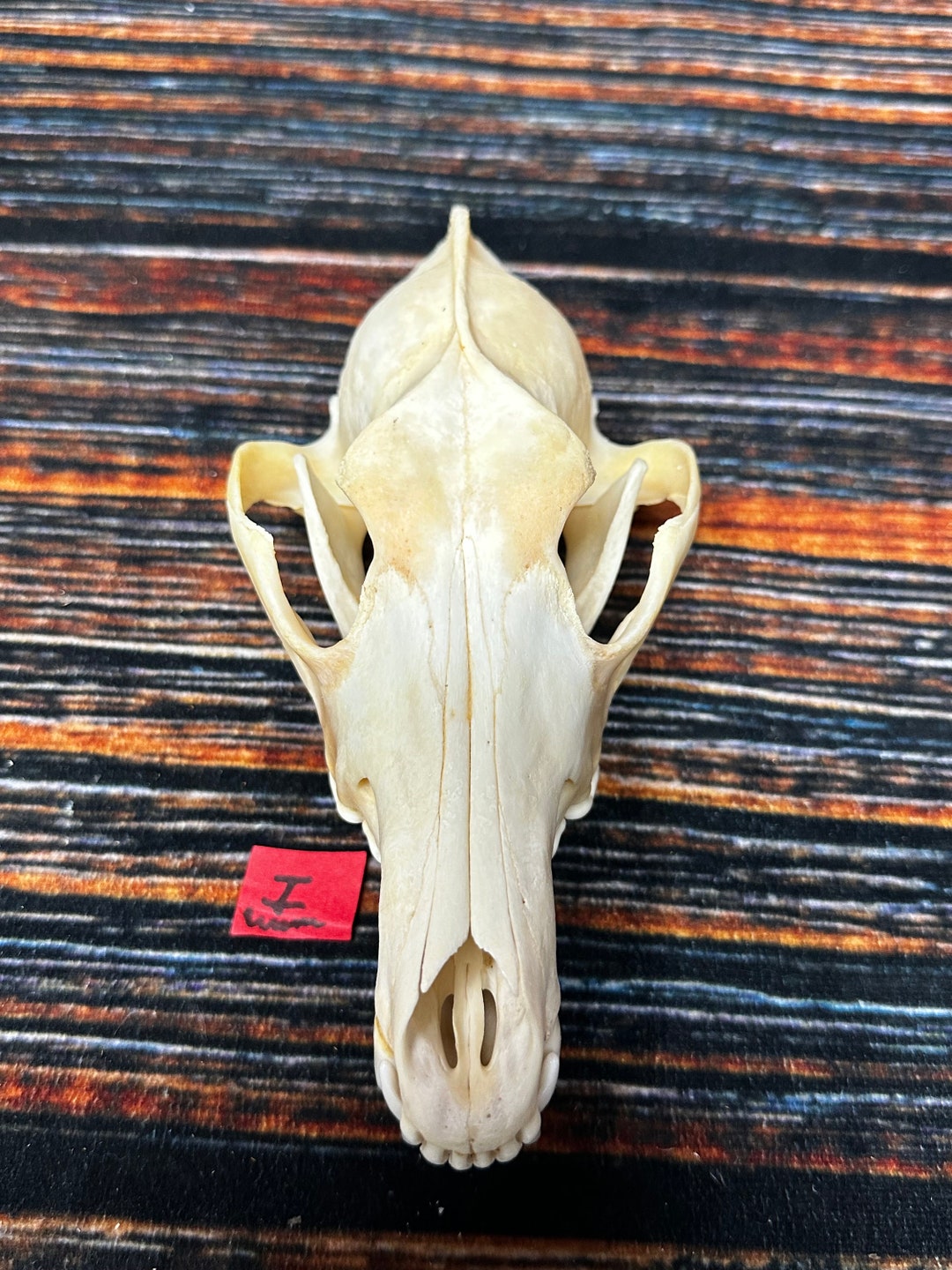 Real Coyote Skull Western Art Decor Craft Man Cave Steampunk - Etsy