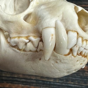 Real XL BADGER Skull Bone Animal Mount Man Cave Cabin Decor Art Craft ...