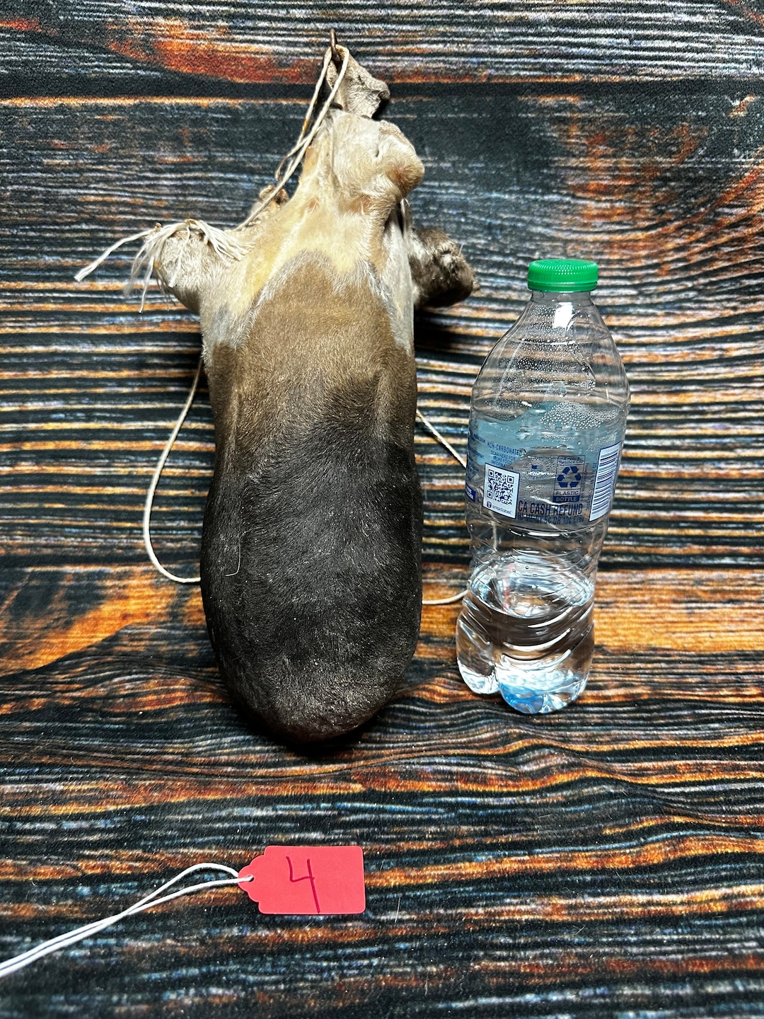 XXXL BULL Scrotum Oddities HUGE Ball Bag Unique Gift Odd Nut Sack Black ...