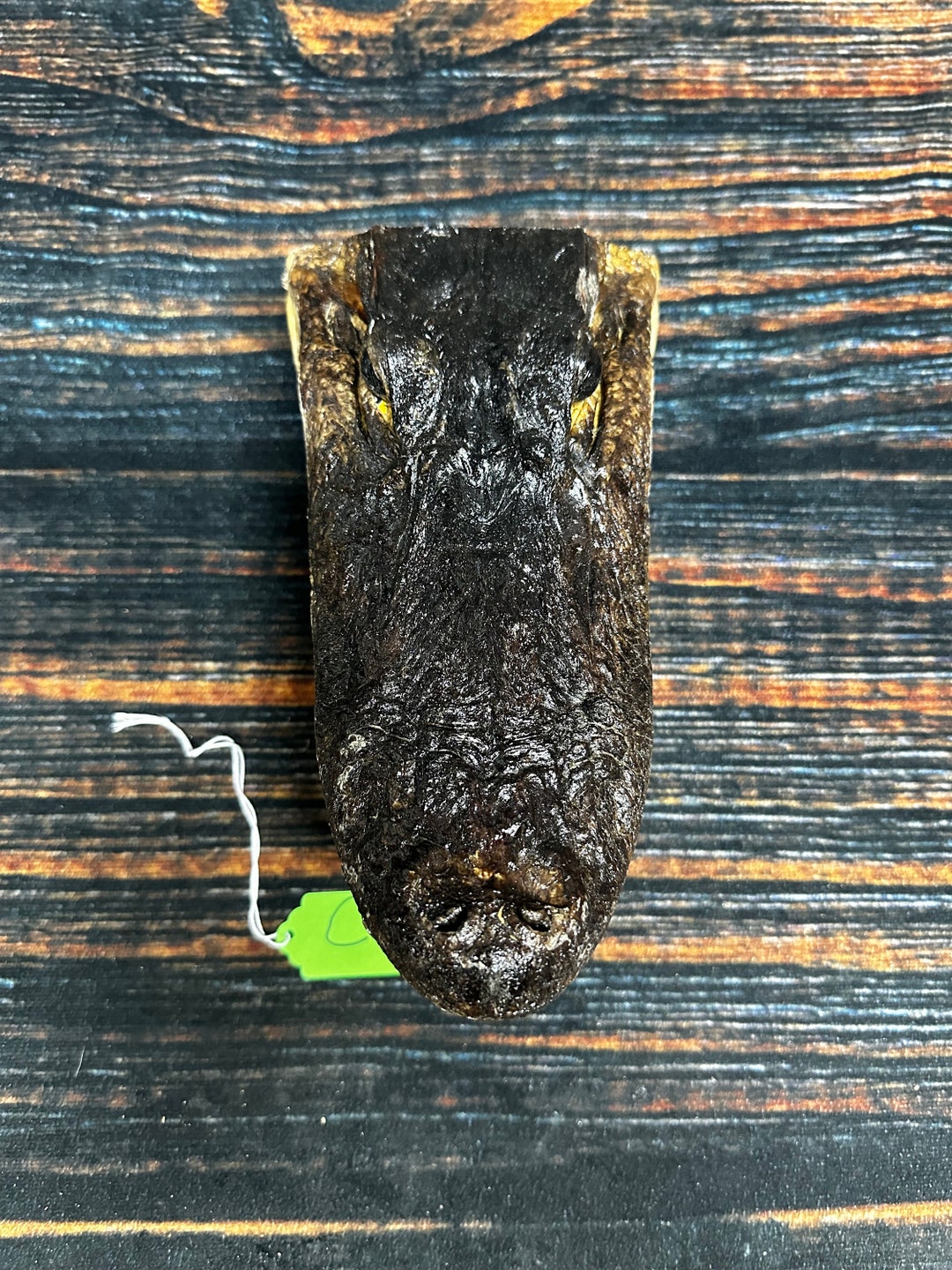 Real Alligator Head Taxidermy Mount Man Cave Western Cabin Decor Craft ...