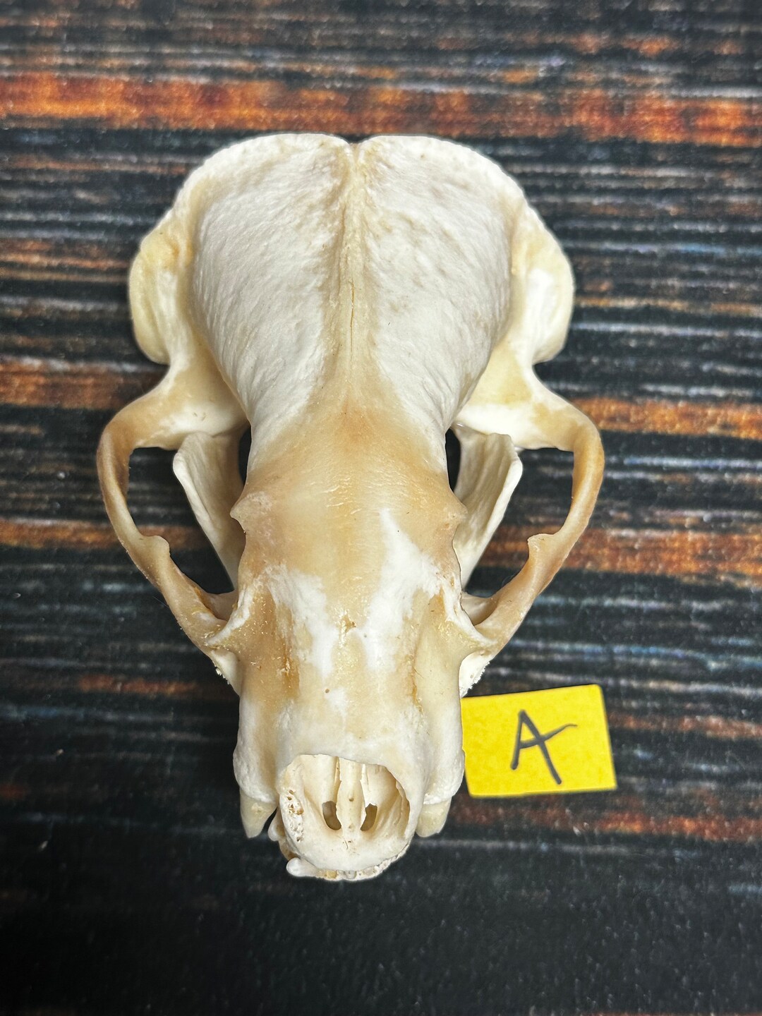 Real XL BADGER Skull Bone Animal Mount Man Cave Cabin Decor Art Craft ...
