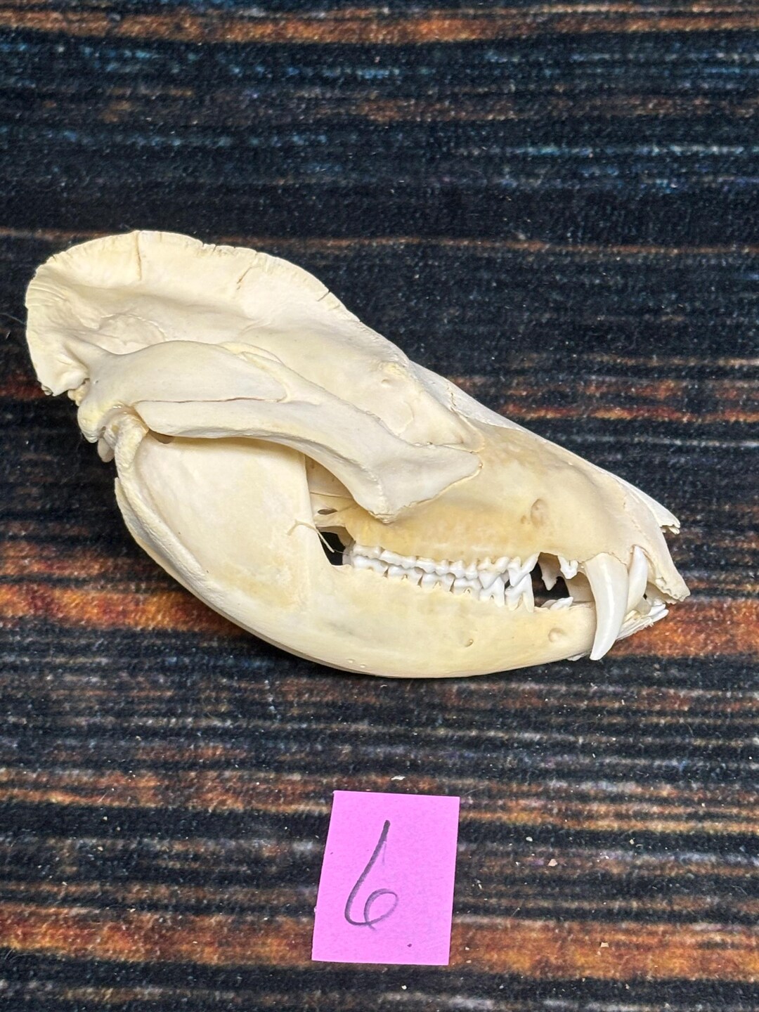 Real Opossum Skull Bone Animal Mount Odd Unique Christmas Gift Western ...