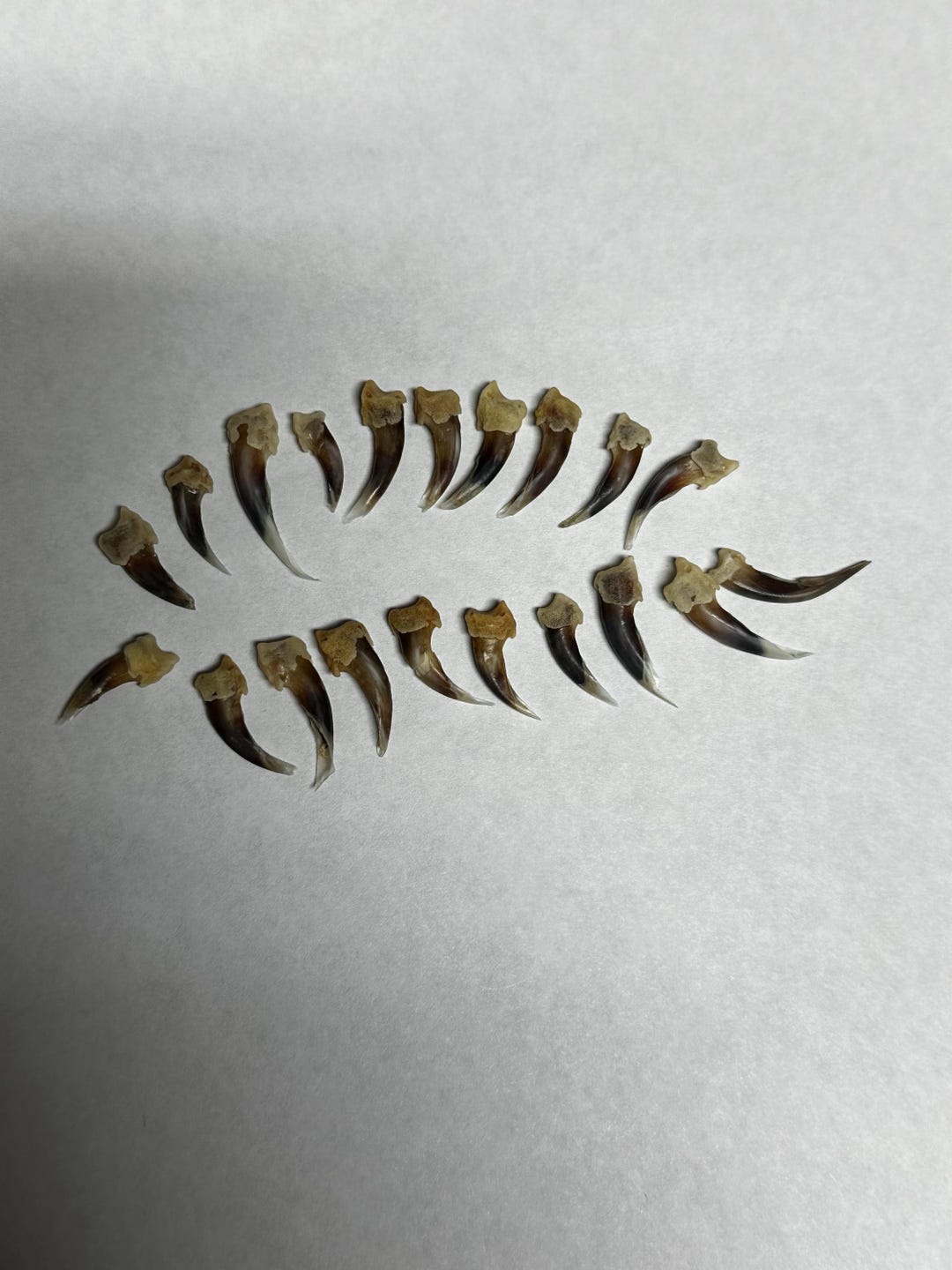 20 Real Back BADGER Claws Toe Bone MOUNTAIN Man Art Craft Supplies ...