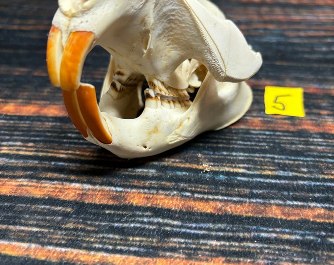 Real XXL Beaver Skull Gothic Unique Gift Halloween Witchcraft Cabin Man ...