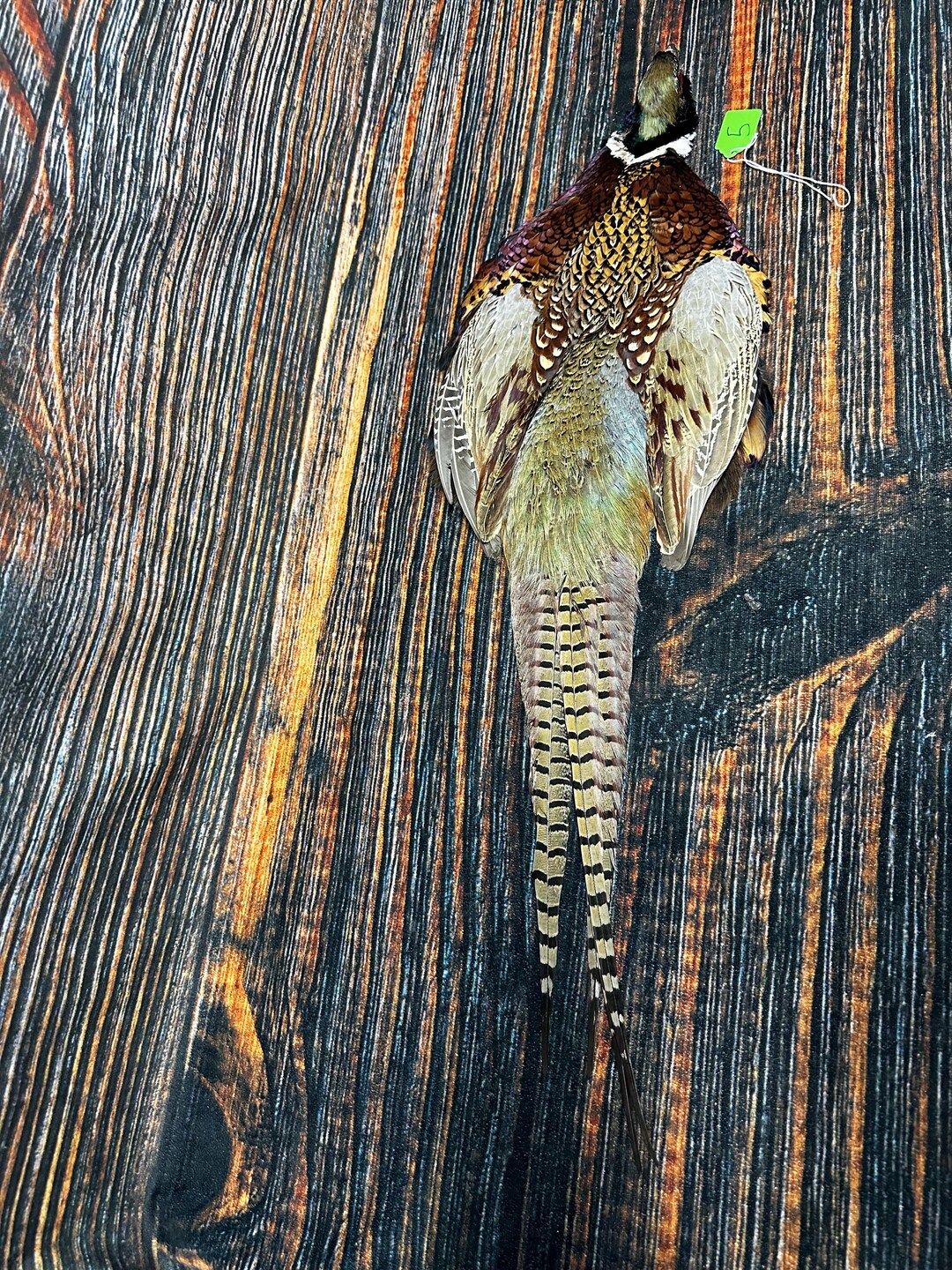 Real Ringneck Pheasant Skin Feather Millinery Bustle Western Decor Art ...