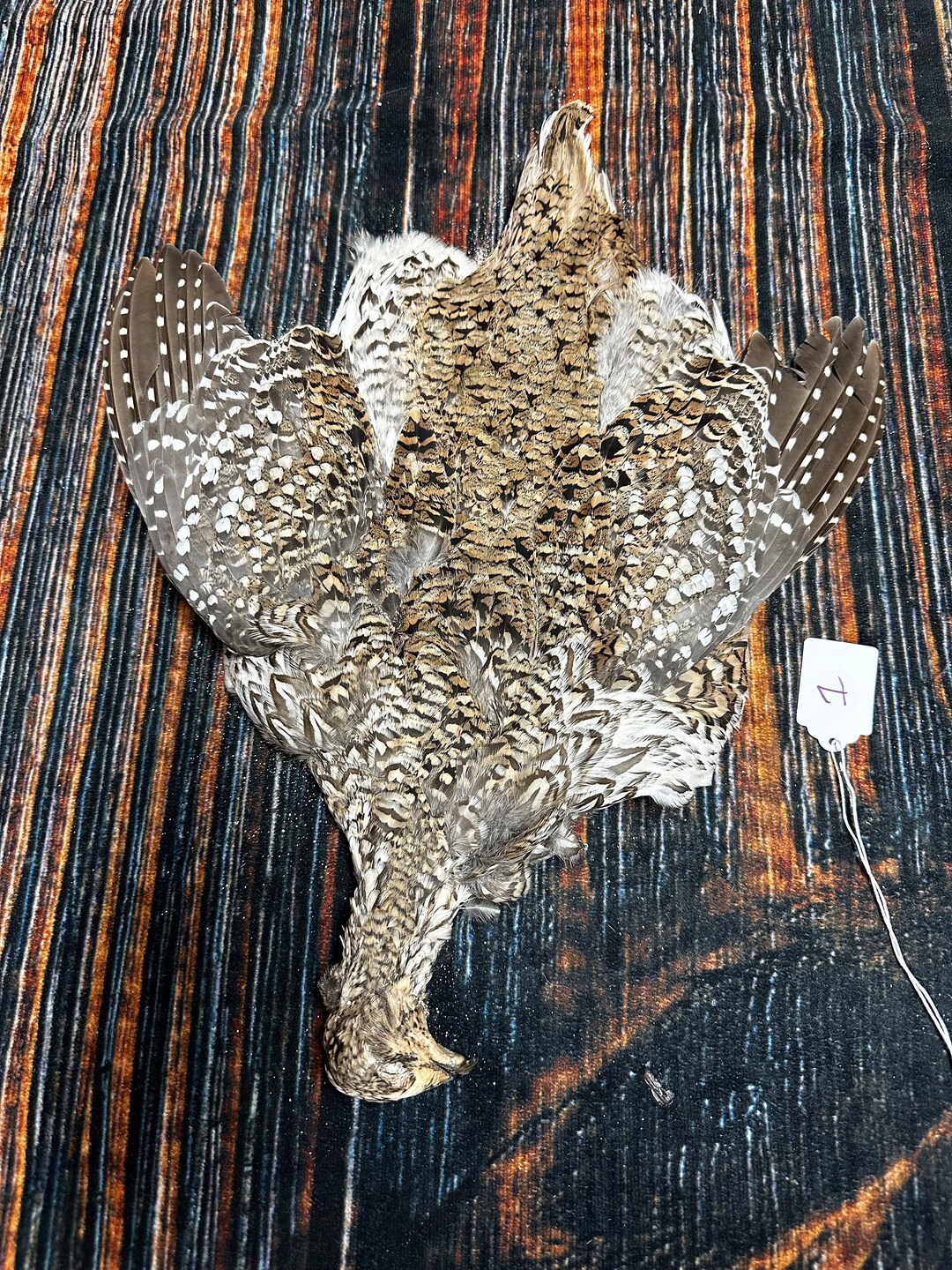 Real South Dakota Grouse Skin Feather Millinery Bustle Western Decor ...