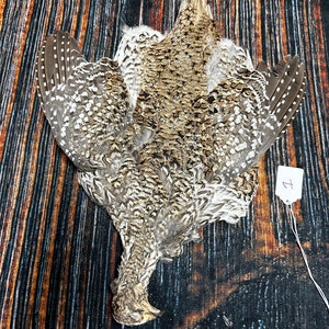 Real South Dakota Grouse Skin Feather Millinery Bustle Western Decor ...