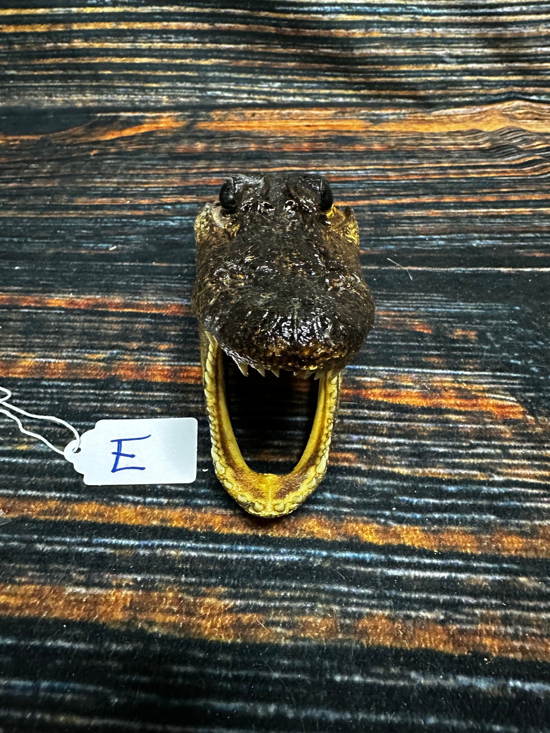 Real Alligator Head Taxidermy Mount Man Cave Western Cabin Decor Craft ...