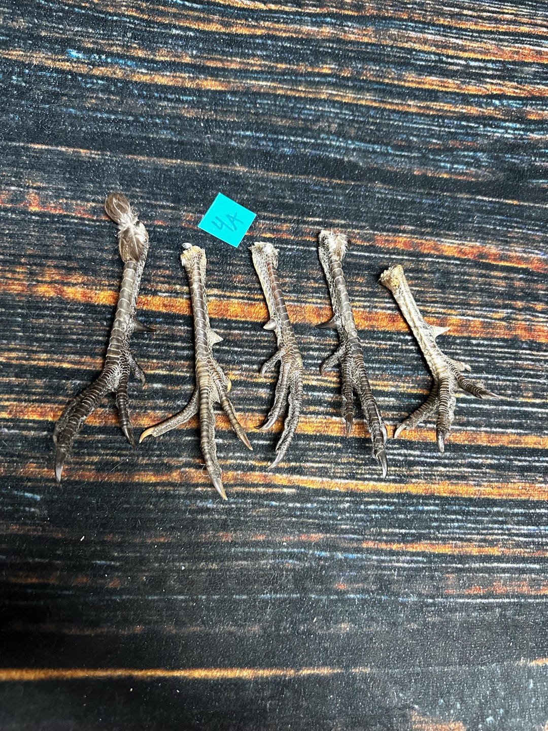 5 Pheasant Feet Art Animal Mount Repair Witchcraft Voodoo Art Supply ...