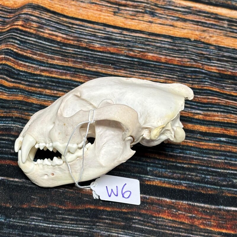 Skull and Bones - Etsy