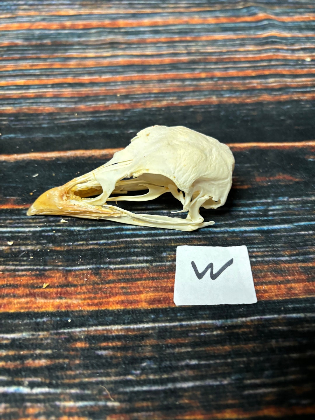 Real XL Turkey Skull Animal Fowl Unique Christmas Gift Art Bird Mount ...