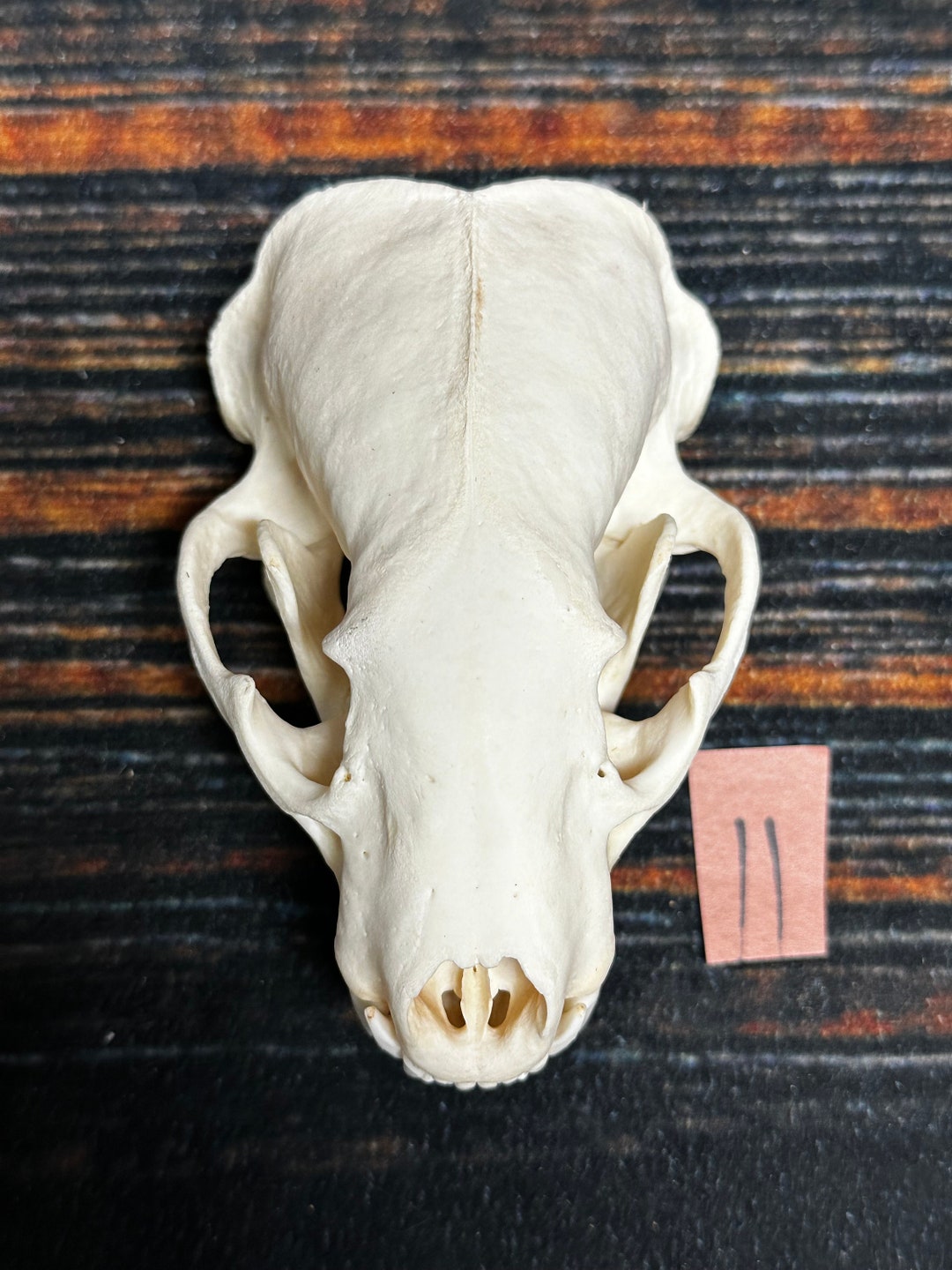 Real XL BADGER Skull Bone Animal Mount Man Cave Cabin Decor Art Craft ...