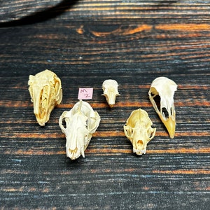 5 Real Animal Skulls Turkey Jackrabbit Opossum Educational Model Garden ...