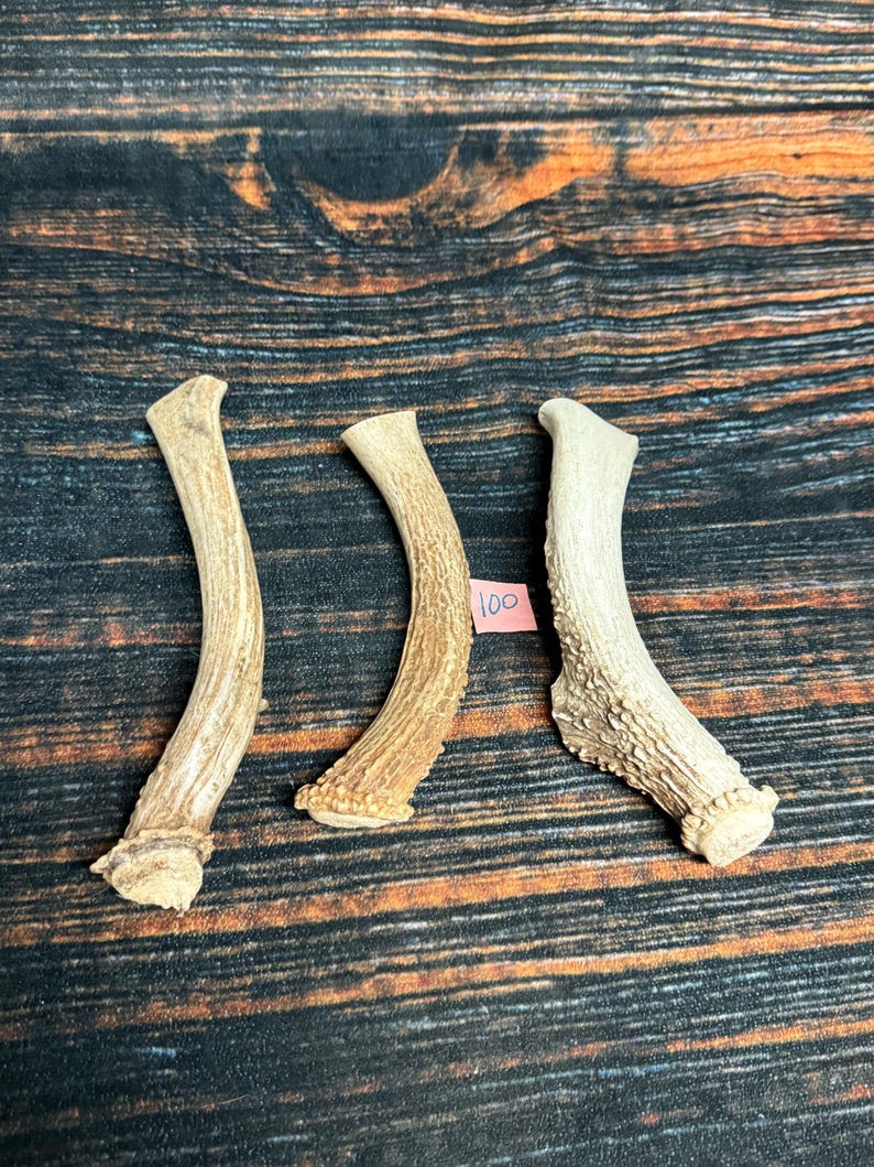 3 Wild Deer Cut Antler W/burs Unique Handle Drawer Man Cave Western ...