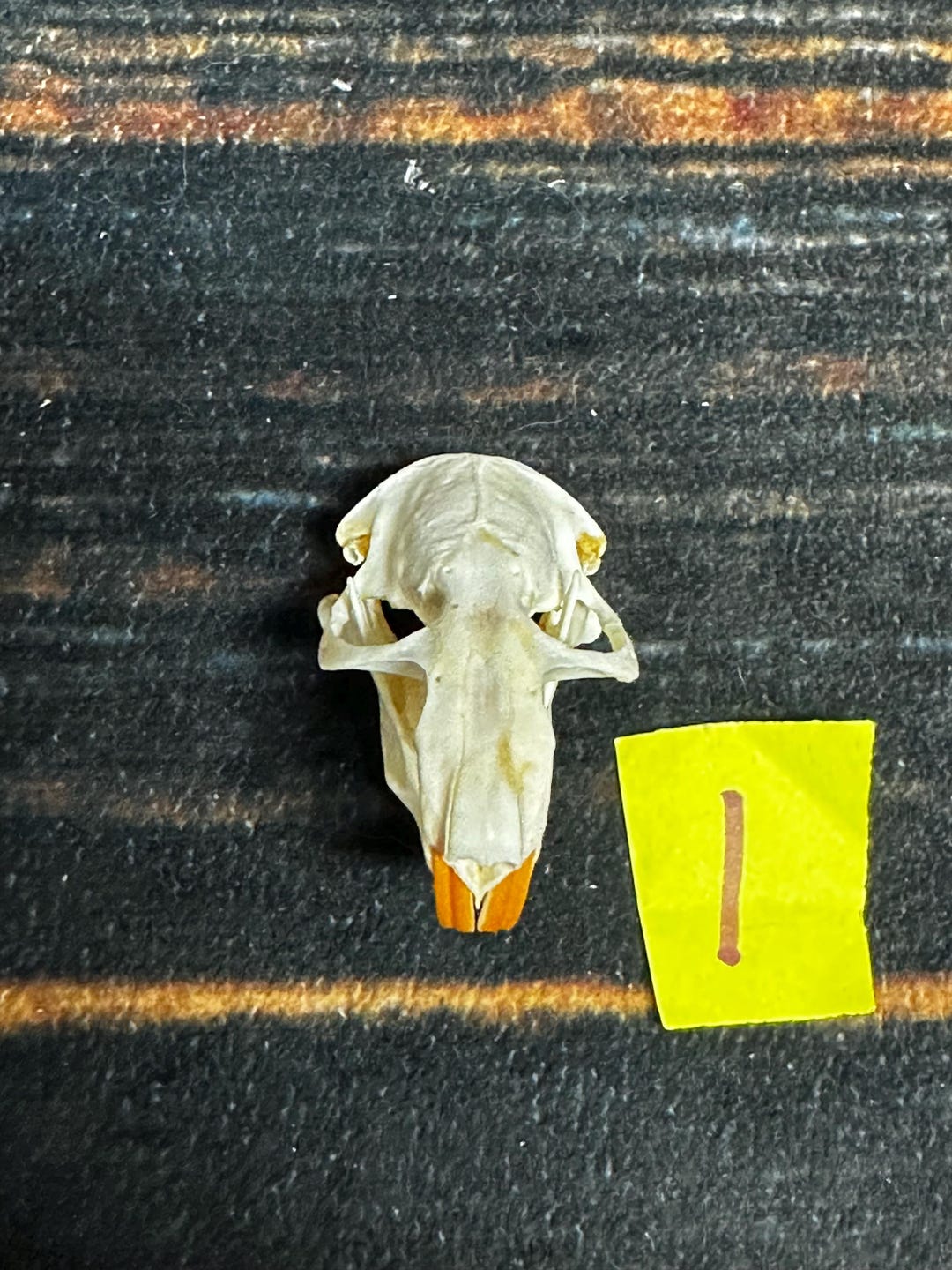 Real XL Pocket Gopher Skull Animal Mount Unique Birthday Gift Art ...