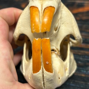 Real XXL Beaver Skull Gothic Unique Gift Halloween Witchcraft Cabin Man ...