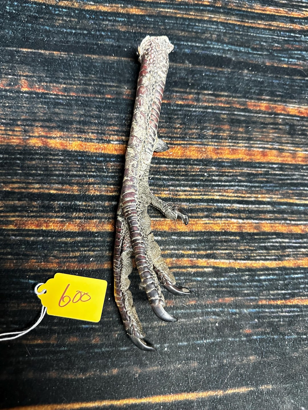 Real Wild Turkey Foot Taxidermy Mount Art Feet Voodoo Unique Christmas ...