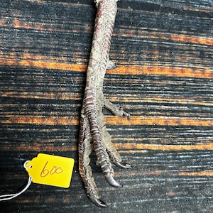 Real Wild Turkey Foot Taxidermy Mount Art Feet Voodoo Unique Christmas ...