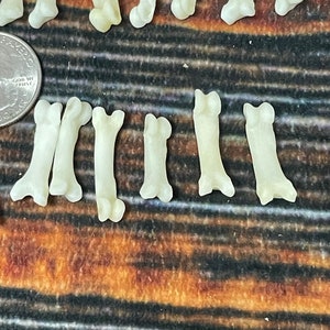 20 Real Bobcat Toe Bone Mountain Man Craft Art Supplies - Etsy
