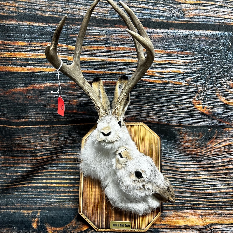 Jackalope Mount - Etsy