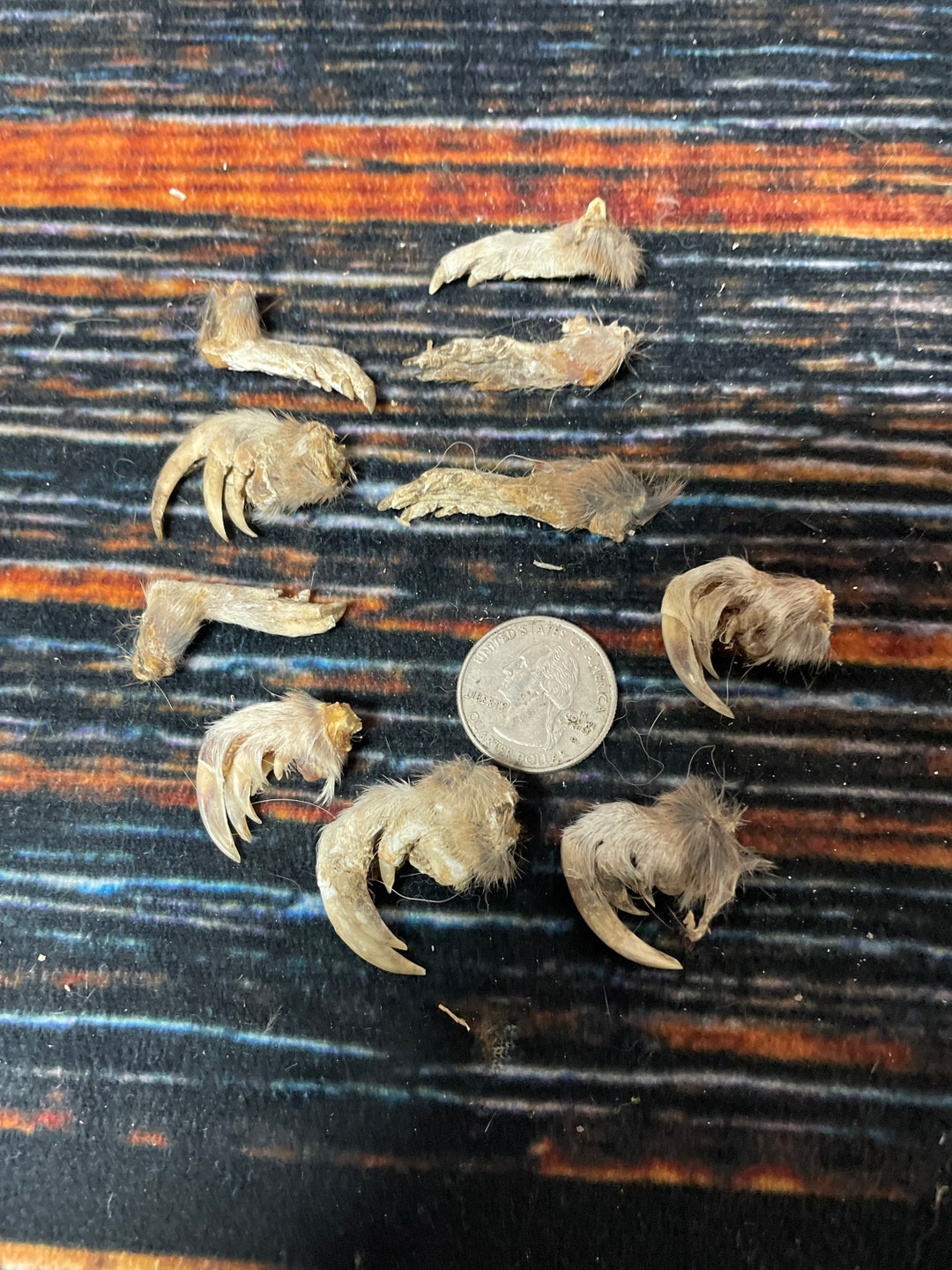 10 Pocket Gopher Feet Cured Taxidermy Mount Repair Witchcraft Voodoo ...