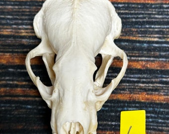 Real XL BADGER Skull Bone Animal Mount Man Cave Cabin Decor Art Craft ...