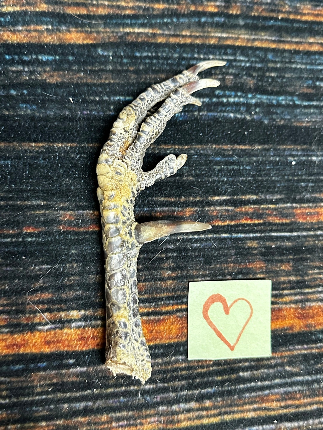Real Chicken Foot Taxidermy Mount Art Feet Voodoo Unique Christmas Gag ...