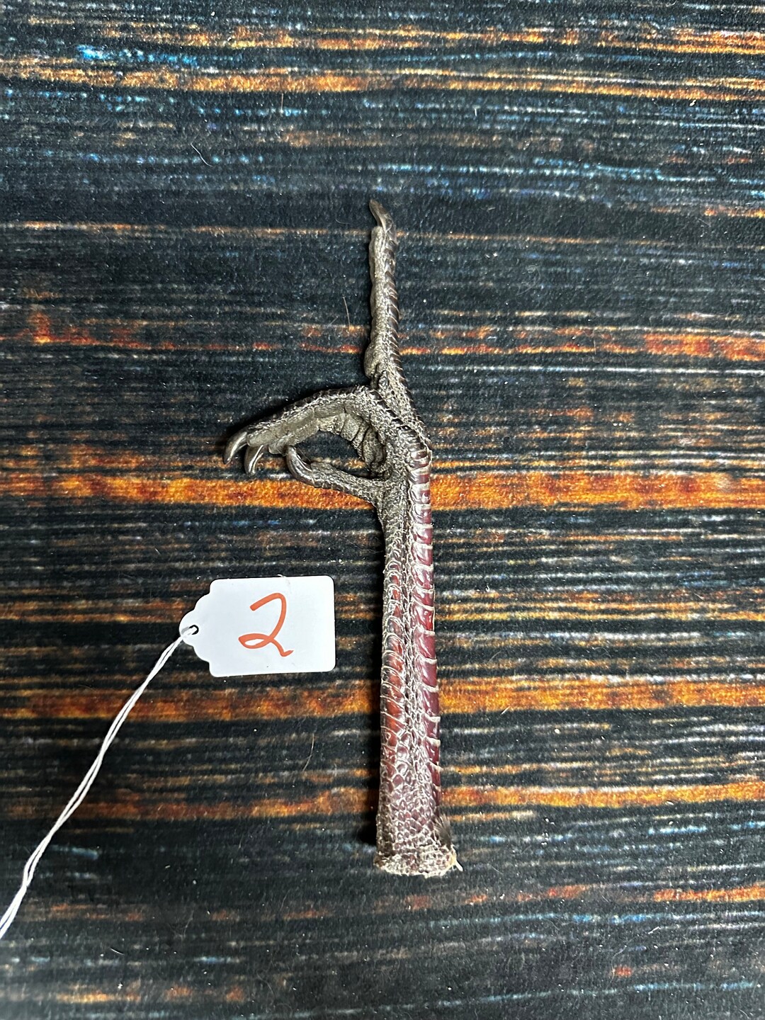 Real Wild Turkey Foot Taxidermy Mount Art Feet Voodoo Unique Christmas ...