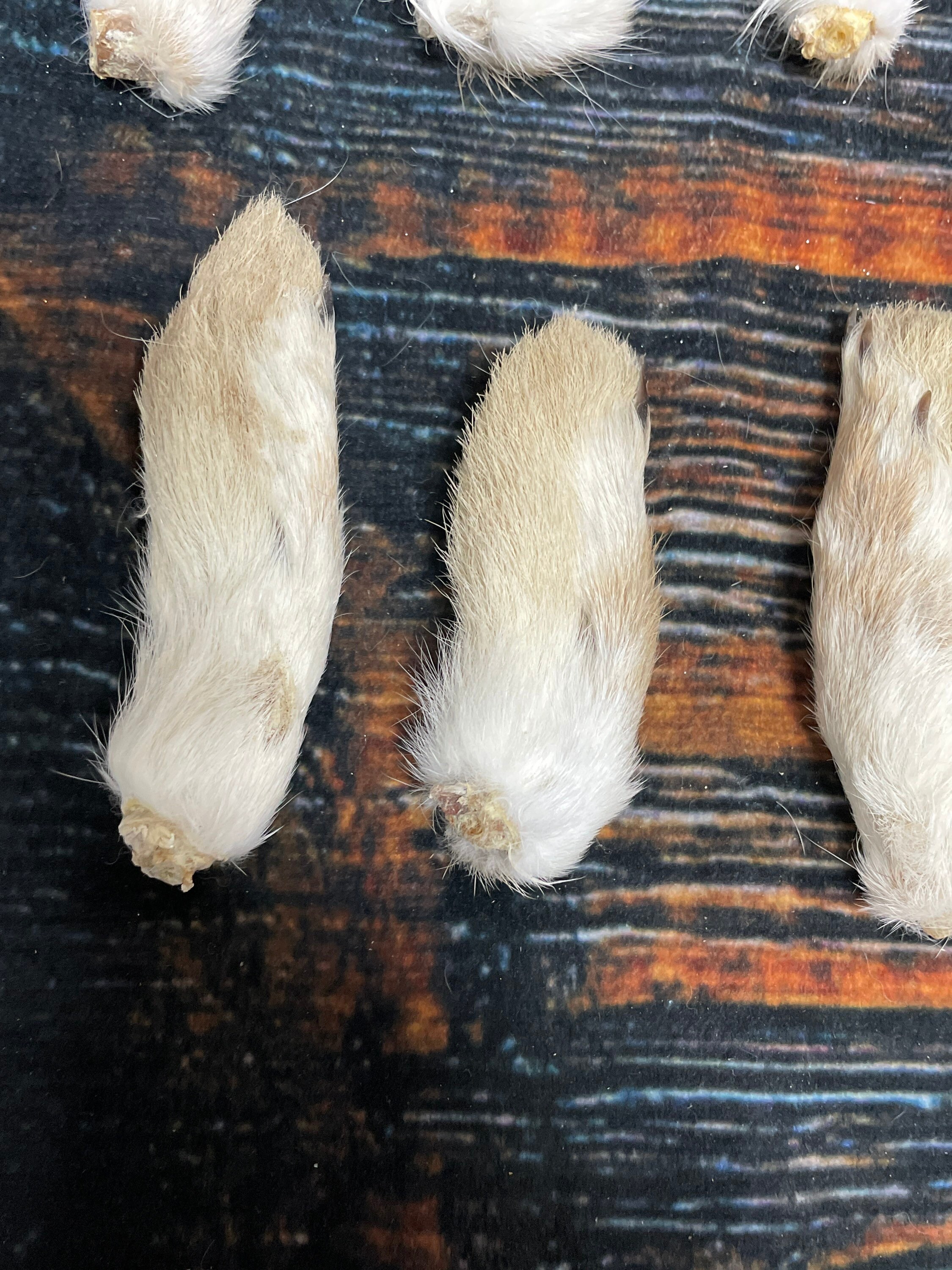 10 Rabbit Front Feet Art Animal Mount Repair Witchcraft Voodoo | Etsy