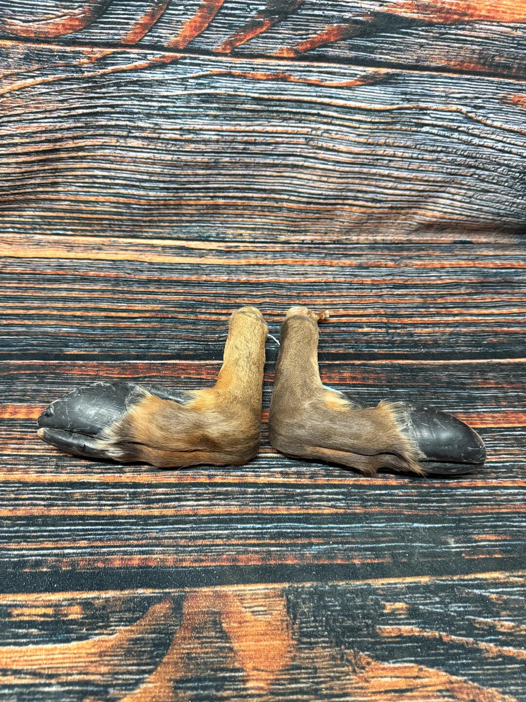 2 Bent Elk Feet Cured Knife Cane Handle Gun Rack Witch Craft Animal ...