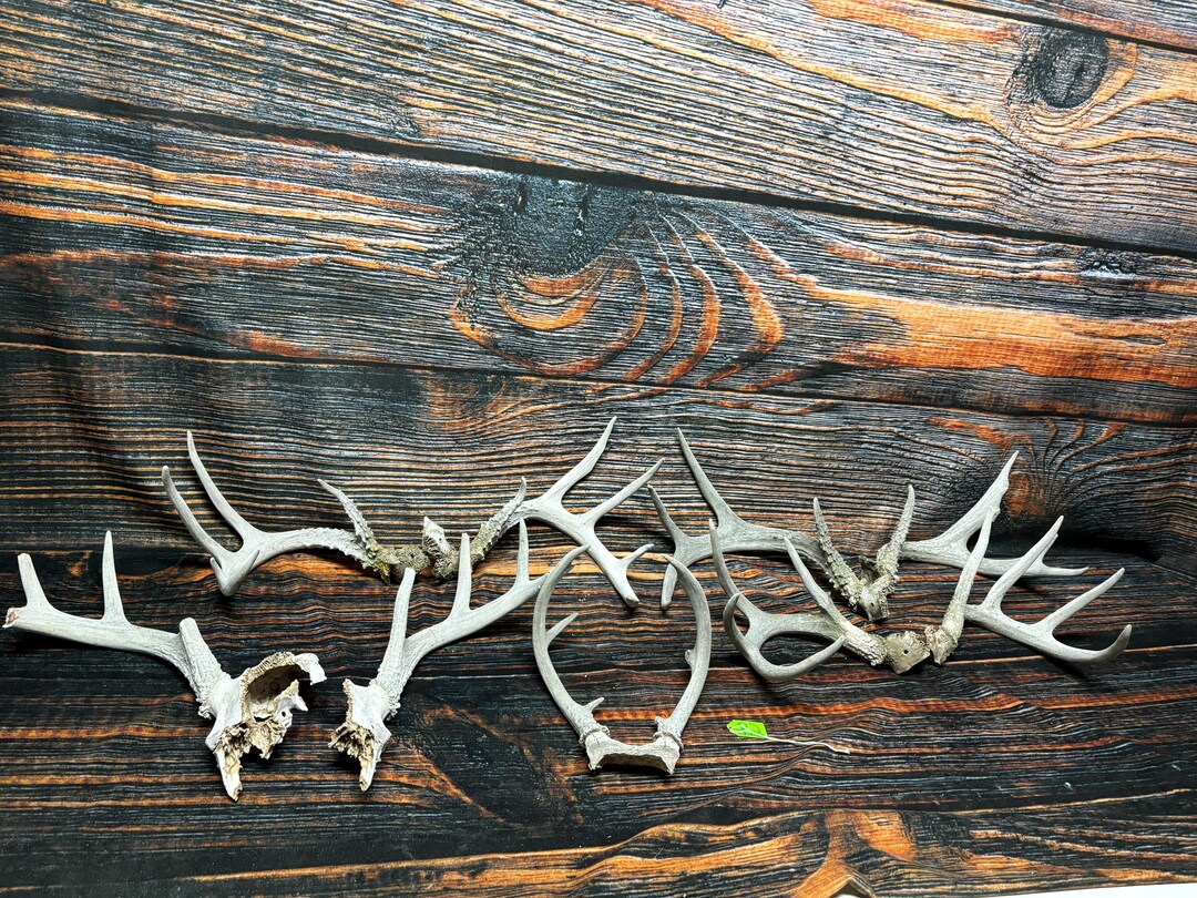 5 Antique Whitetail Deer Racks Antler Mount Horn Head Unique Christmas ...