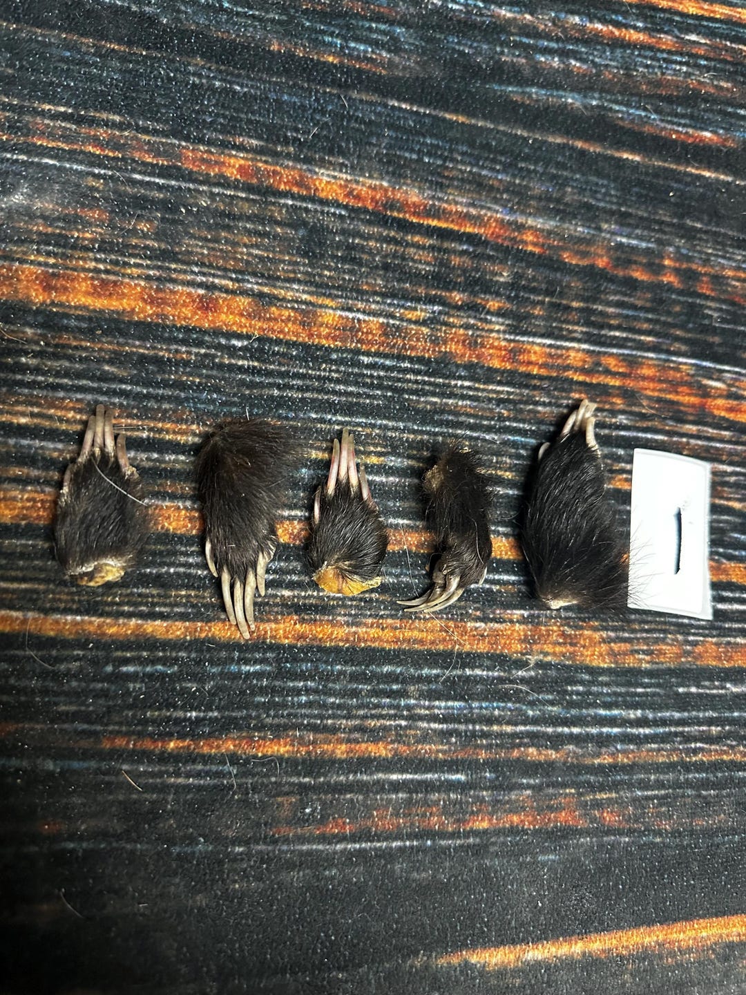 5 Real Skunk Feet Tanned Cured Taxidermy Mount Repair Witchcraft Voodoo ...