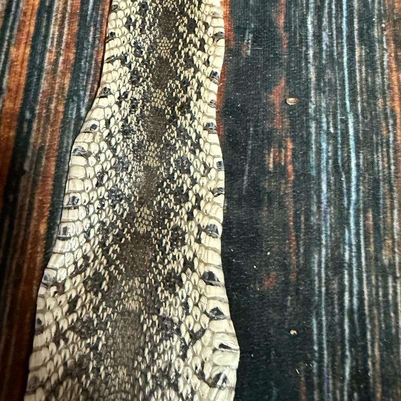 Bull Snake Skins - Etsy