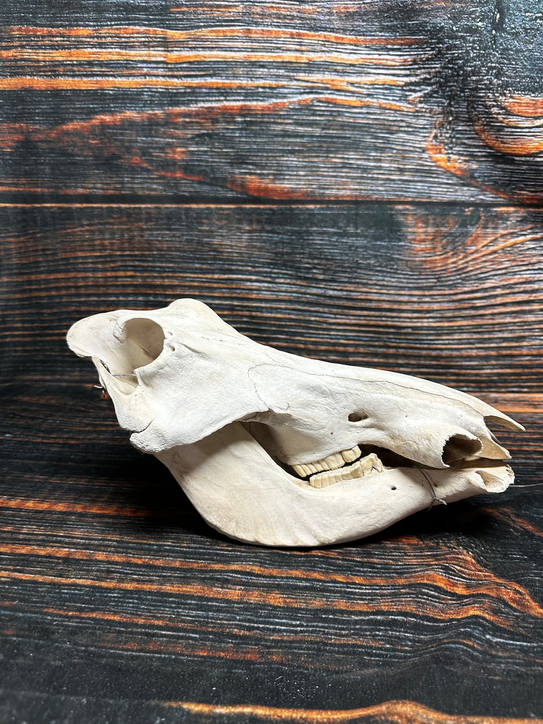 Real Wart Hog Pig Skull Bone Animal Mount Odd Unique Christmas Gift ...