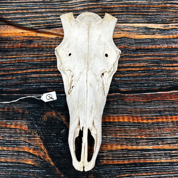 Elk Skull - Etsy
