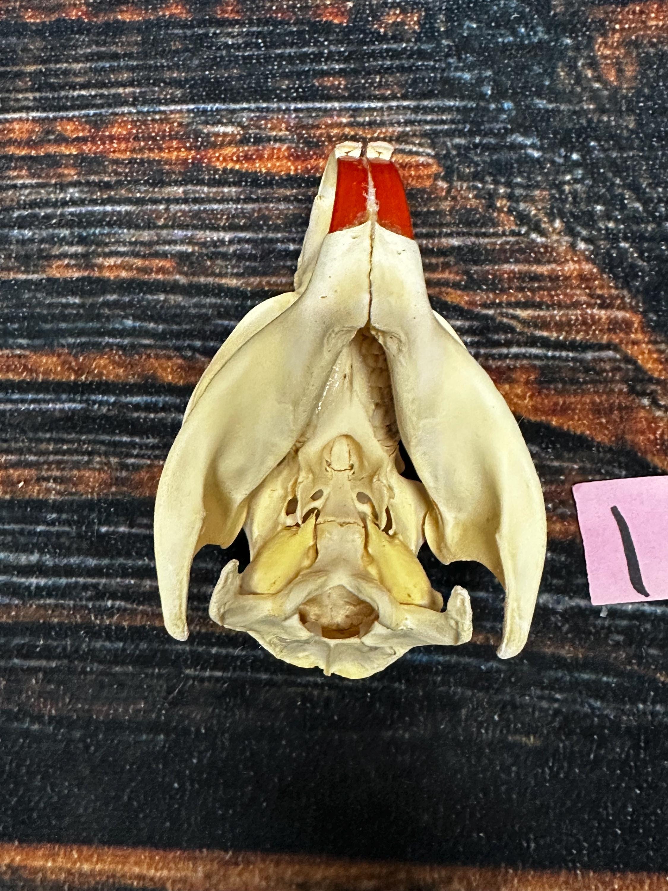 Real XXL Nutria Skull Gothic Unique Christmas Gift Halloween Cabin Man ...