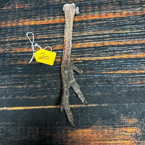 Real Wild Turkey Foot Taxidermy Mount Art Feet Voodoo Unique Christmas ...